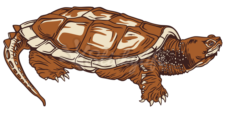 Download Common Snapping Turtle Static Cling - Desert Tortoise - ClipartKey