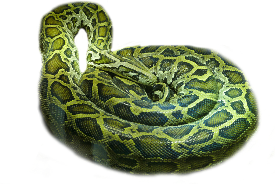 Download Rattlesnake Boa Constrictor - Boa Constrictor - ClipartKey