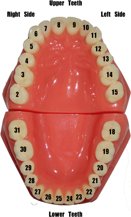 Download Dentistry Number Gums Dental Mirror Transprent Png - Dentistry ...