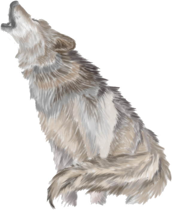 Download Wolves Clipart Gray Wolf - Wolf Png - ClipartKey