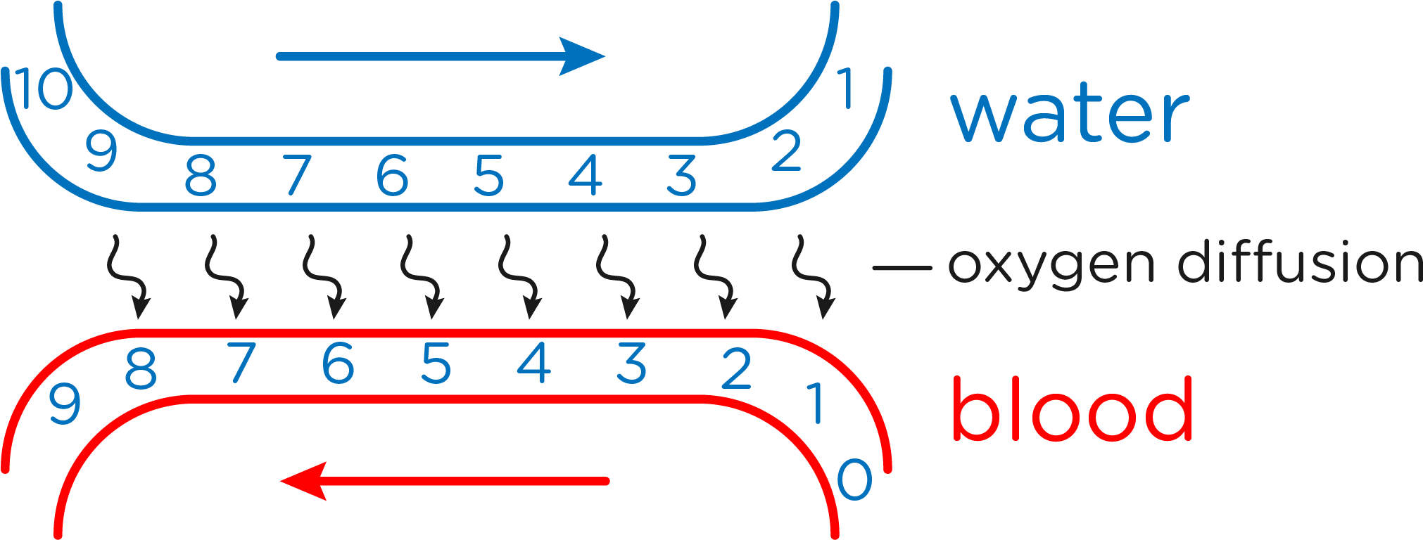 Download Picture - Countercurrent Flow In Fish - ClipartKey