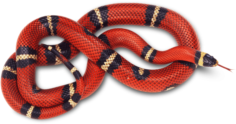 Download Vipers-photo - Red Snake Transparent Background - ClipartKey