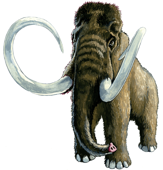 Download Transparent Mammoth Png - Wooly Mammoth Transparent Background ...