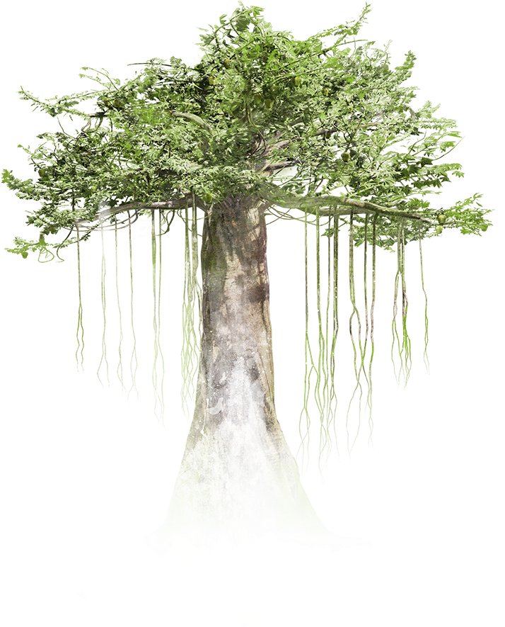 Download Rainforest Trees Png - Tree Vr - ClipartKey