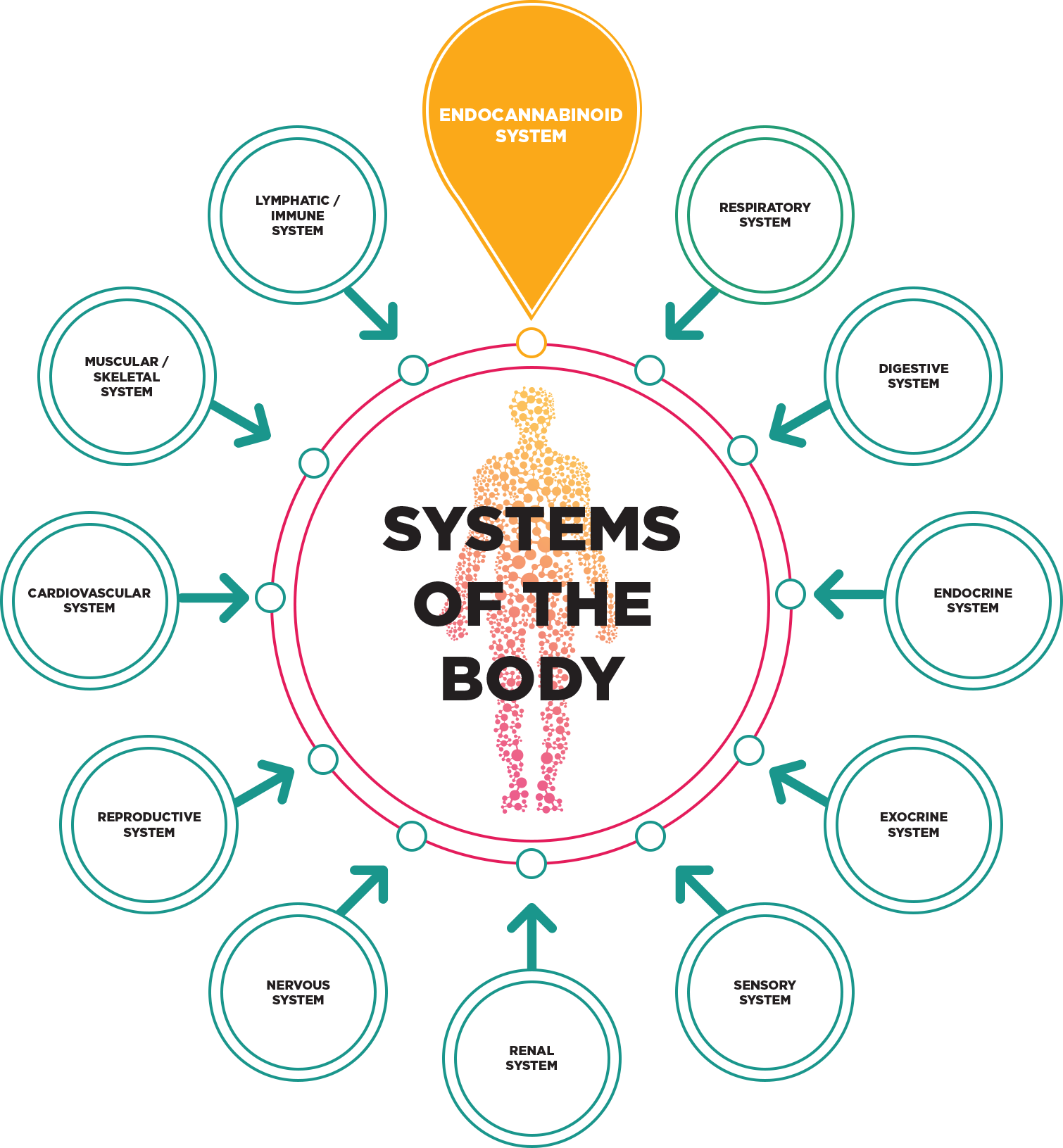 Download Transparent Skeletal System Png - Minimalist Movies Poster Art ...