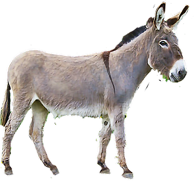 Download Sticker By Panchivaccaro - Esticker De Un Burro - ClipartKey