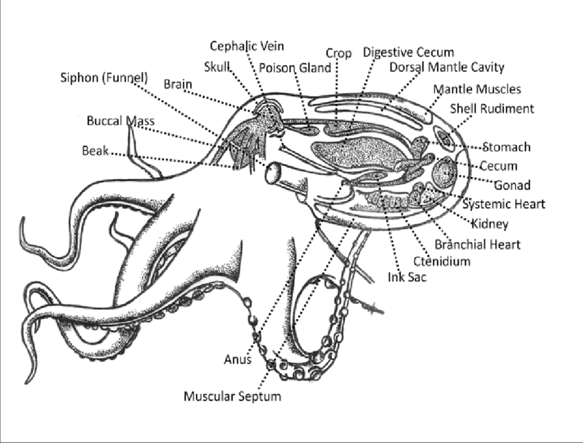 Download Clip Art Internal Body Parts - Diagram Of An Octopus - ClipartKey