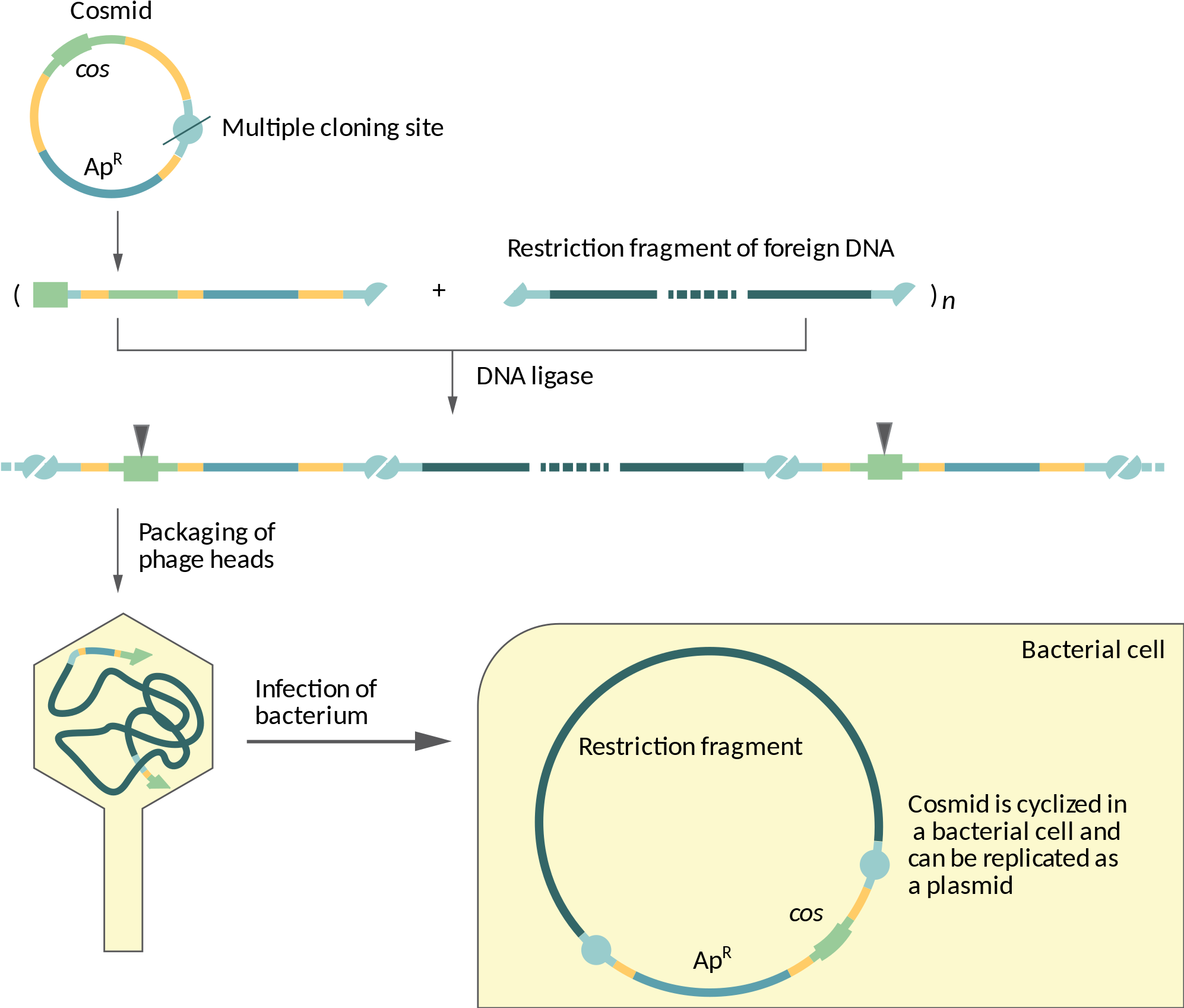 Download Vector Cosmid Vector Lambda Gt10 - Cosmid And Phagemid Vector ... Download Vector Cosmid Vector Lambda Gt10 - Cosmid And Phagemid Vector ...