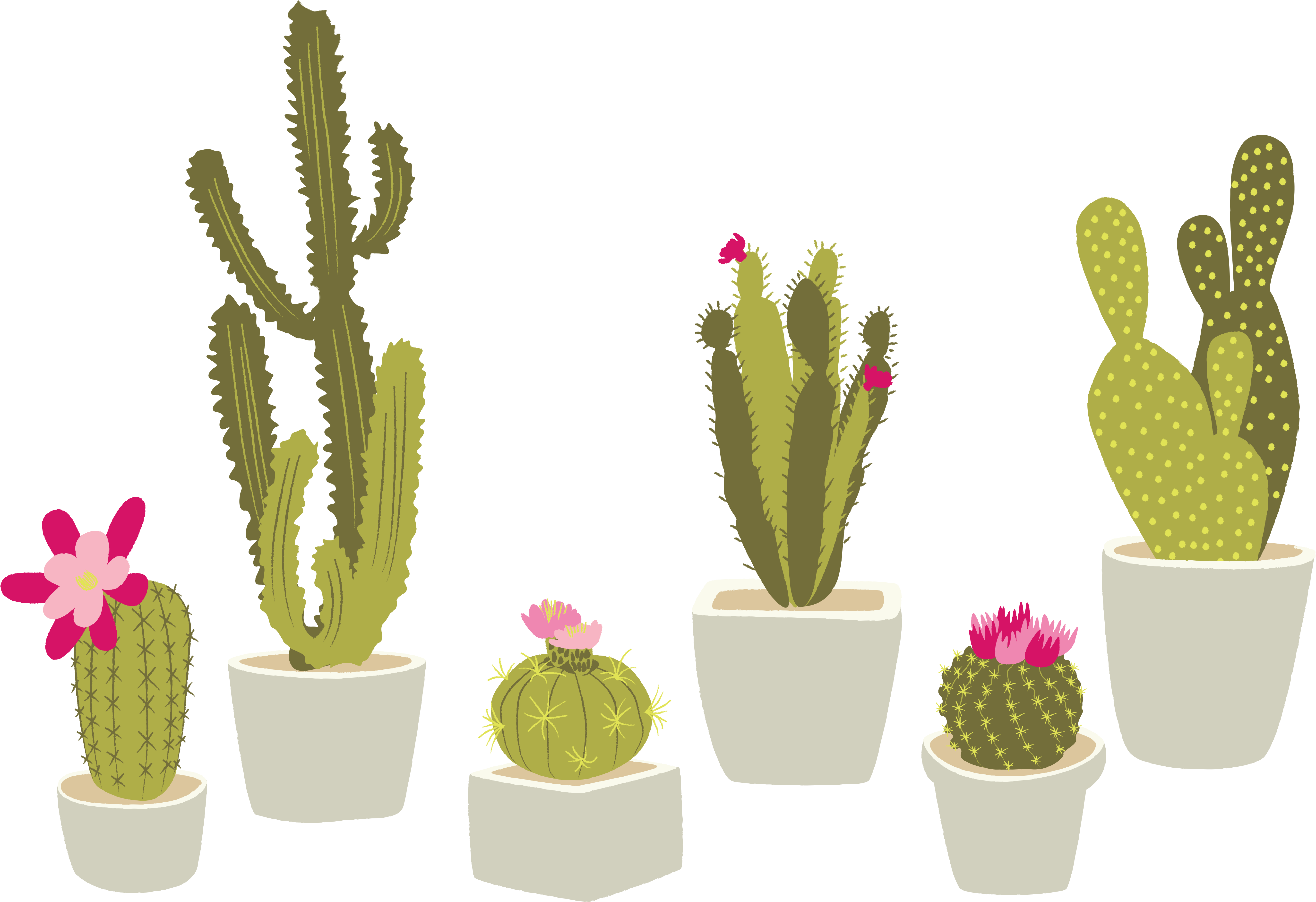 Download Clip Art Cactaceae Houseplant Succulent Plant - Transparent ...