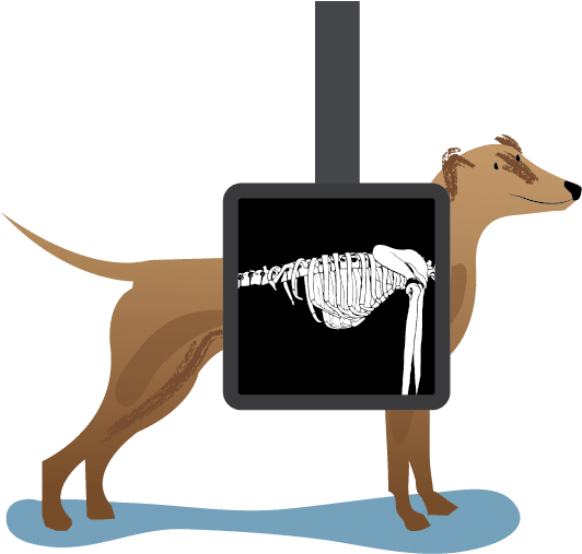 Download Rolda Uk Responsibly Save - X Ray Clipart Animal - ClipartKey