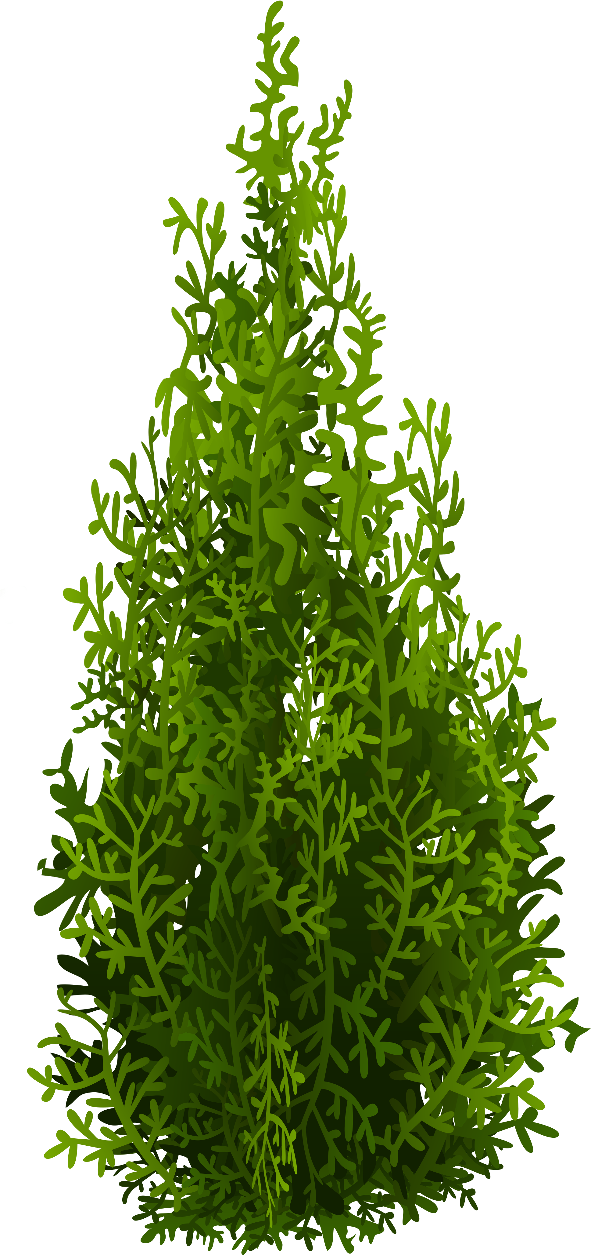 Download Cypress Tree Png - Transparent Cypress Tree Png - ClipartKey