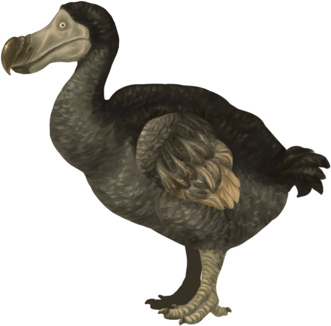 Download Png Dodo Pluspng - Dodo Bird Transparent - ClipartKey