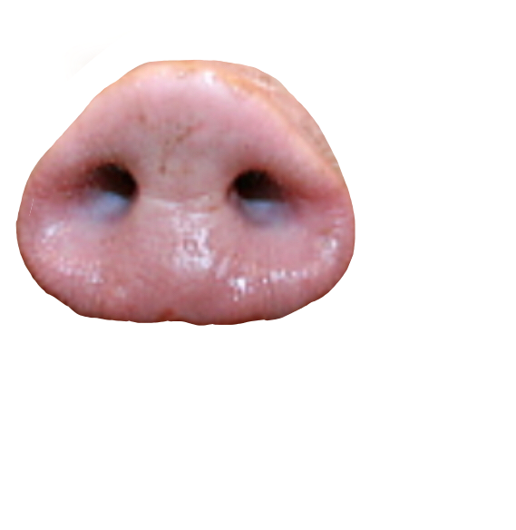 Download #pignose #pig #nose @robullo #freetoedit - Tongue - ClipartKey