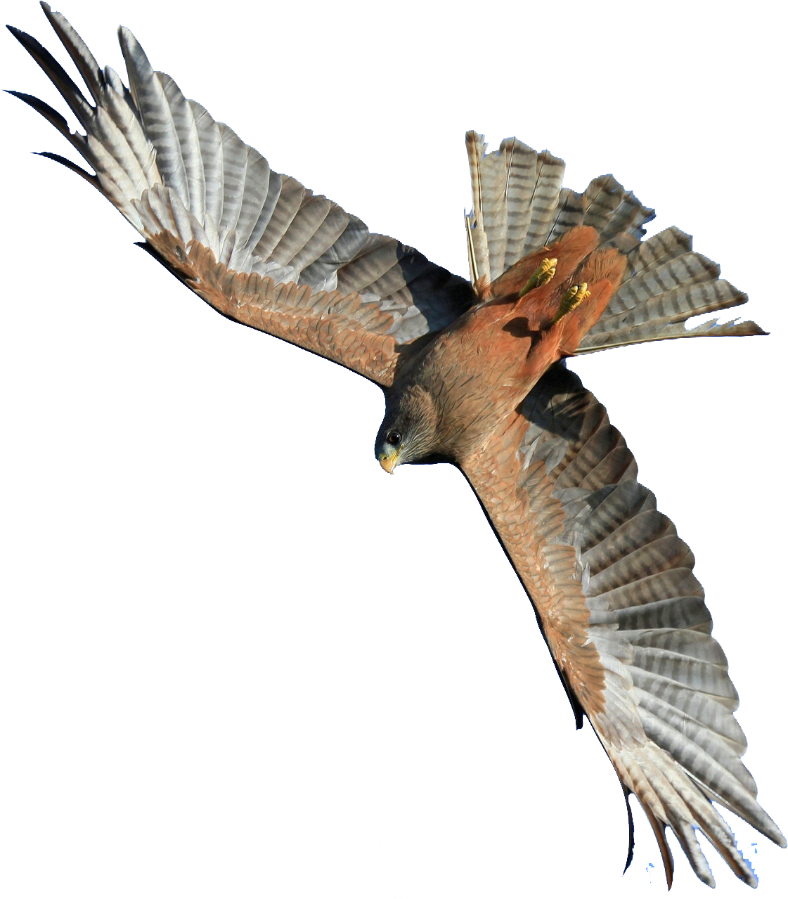 Download Flying Hawk - Hawk Flying Png - ClipartKey