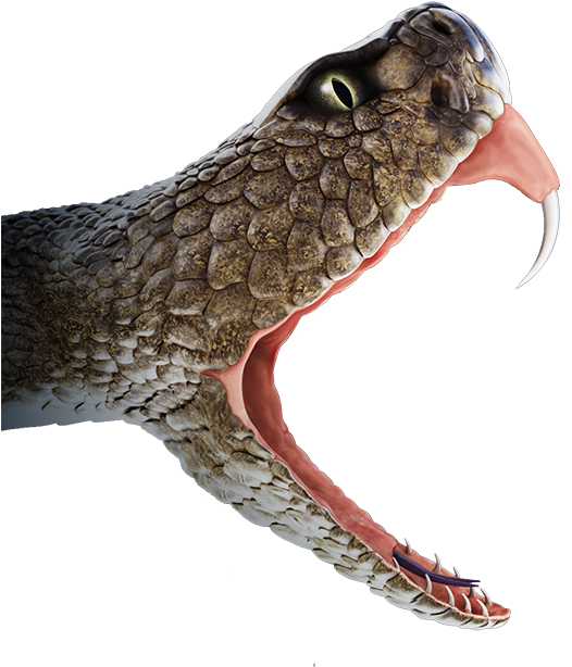 Download Transparent Snake Tongue Png - Snake Mouth Png - ClipartKey