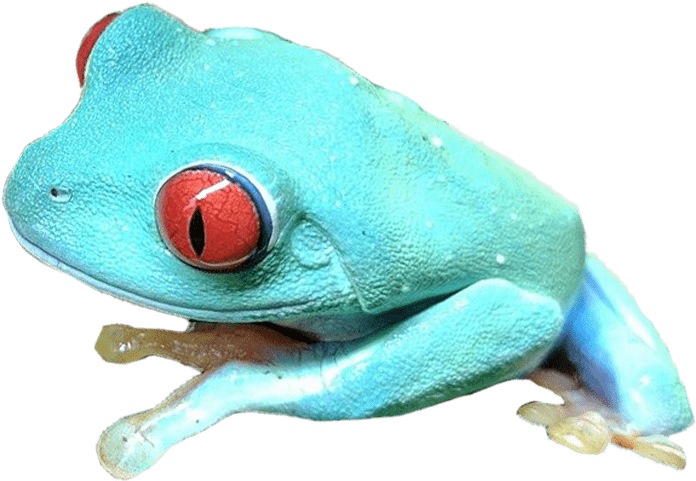 Download Transparent Blue Frog Png - Blue Red Eyed Tree Frog - ClipartKey