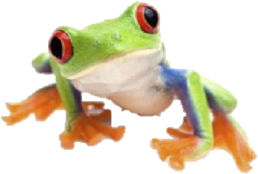 Download Red Eyed Tree Frog White Background - ClipartKey