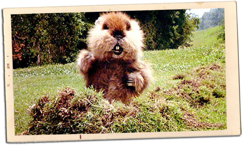 Download I M Alright Caddyshack Gopher - ClipartKey