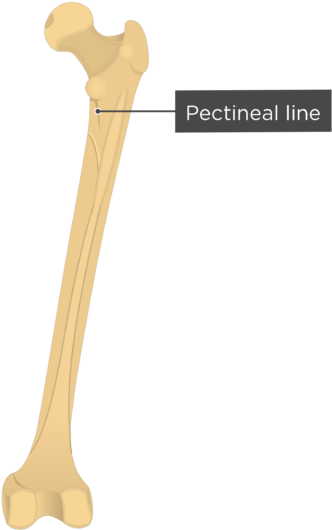 Download Pectineal Line - Femur Bone - Posterior Femur Bone - ClipartKey