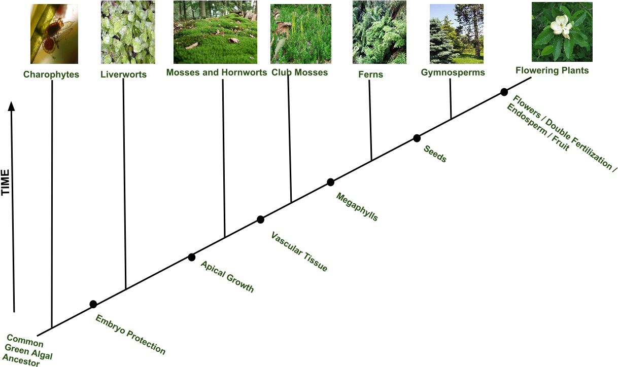 Download Plant Evolution Cladogram - ClipartKey