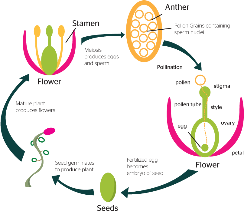 Download Reproduction Process Of Plants - ClipartKey