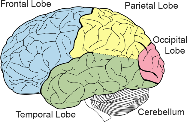 Download Know Your Brain Structure - Brain Diagram Occipital Lobe ...