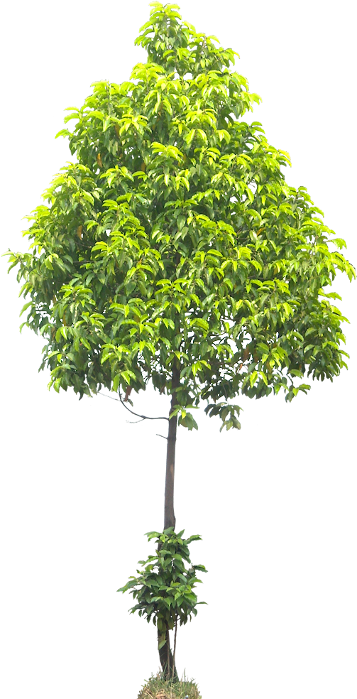 Download Tree Cut Out, Different Types, Photoshop, Landscaping - Tree ...