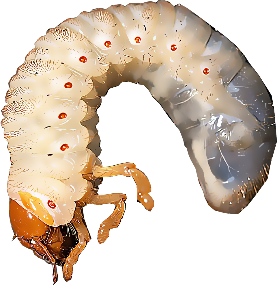 Download Transparent White Grass Png - Grub Of Ant Png - ClipartKey