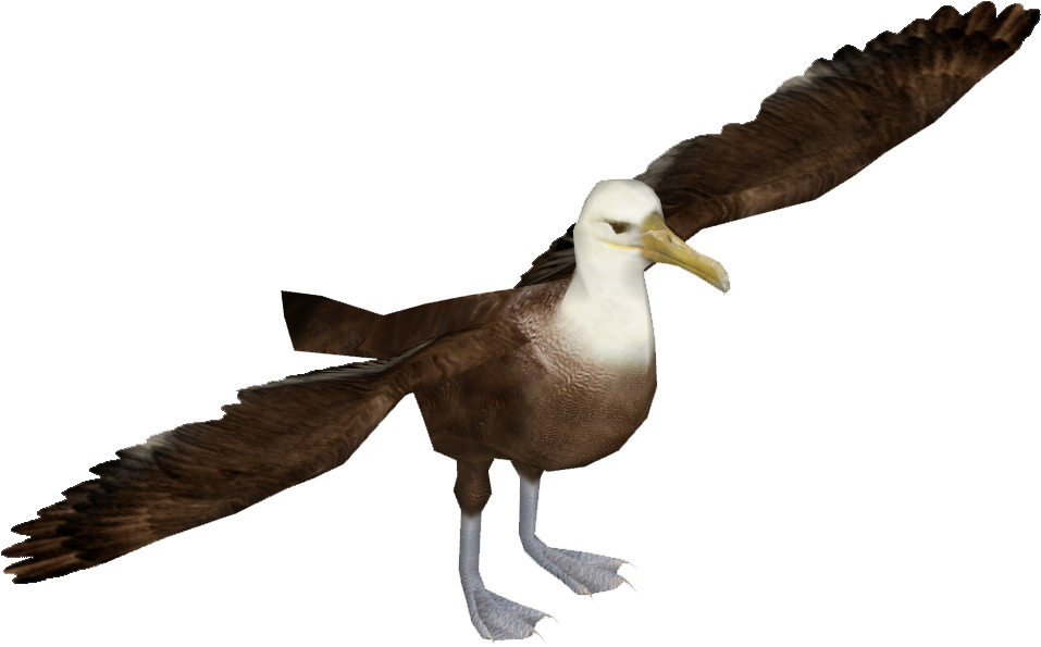 Download Albatross Png Transparent - ClipartKey