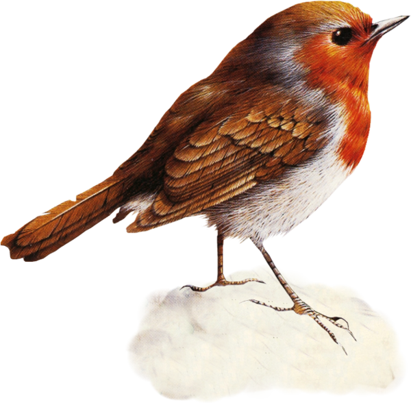 Download European Robin - ClipartKey