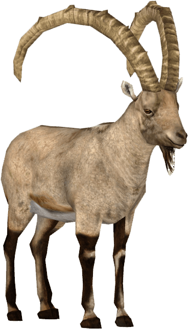 Download Ibex - Alpine Ibex Png - ClipartKey