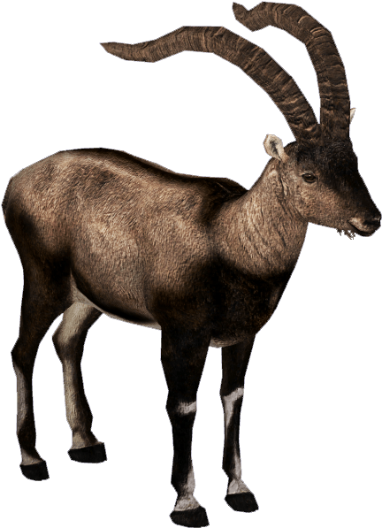 Download Pyrenean Ibex - Ibex Png - ClipartKey