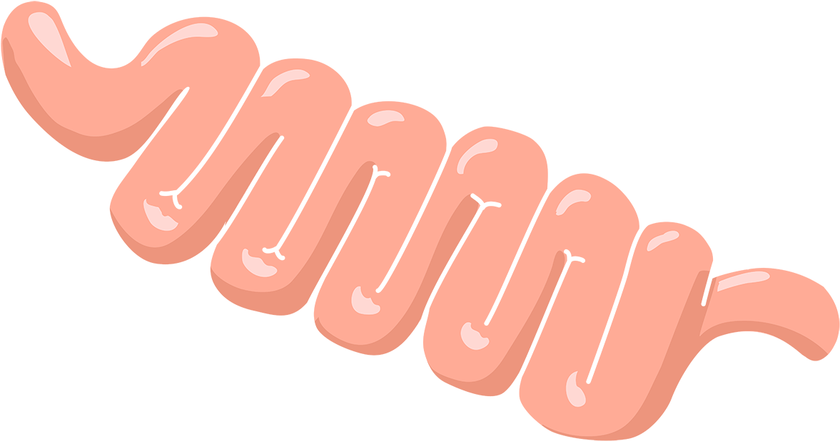 Download Intestine Health - ClipartKey