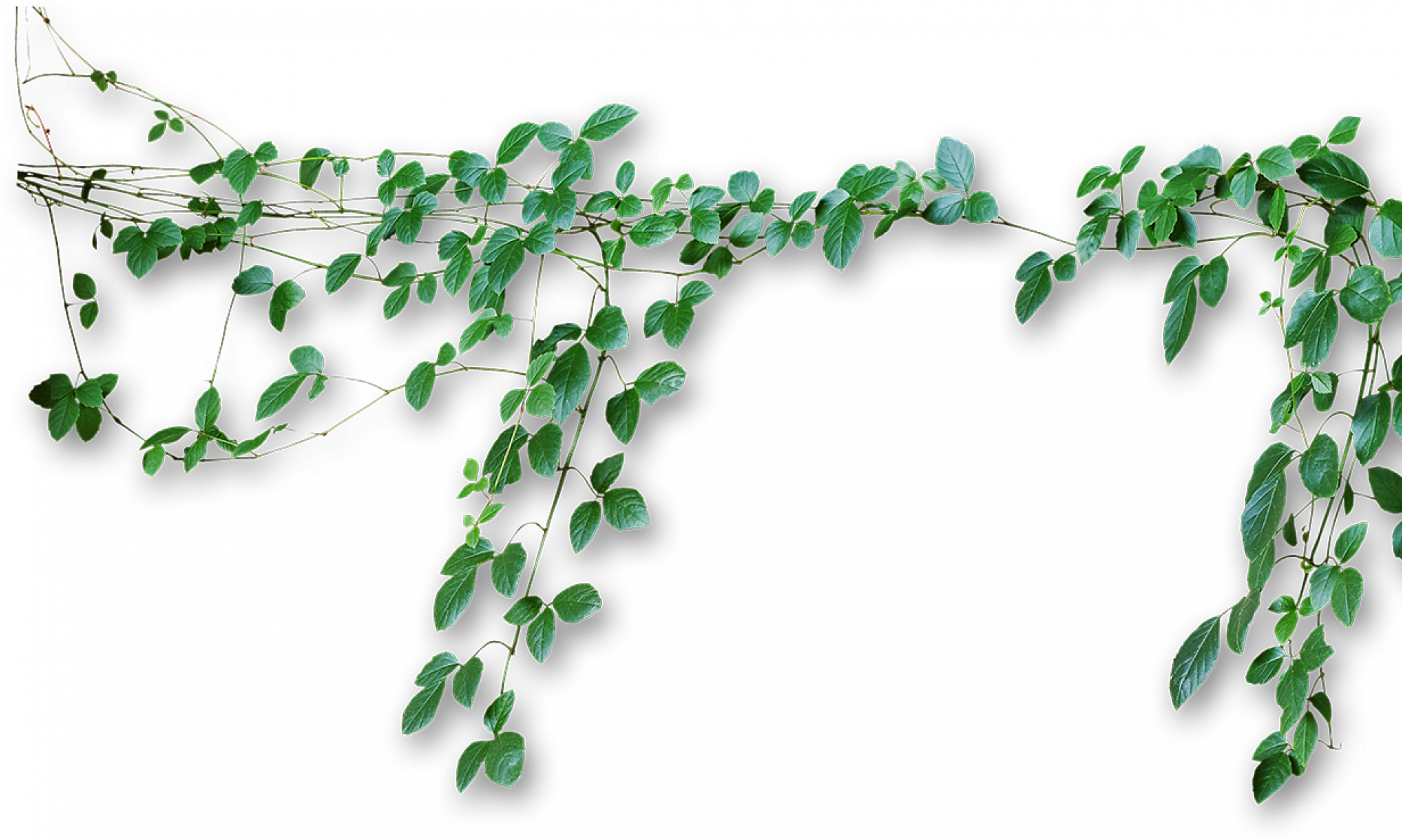 Download Vines Transparent Background - ClipartKey