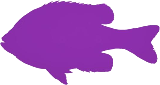 Download Transparent Colorful Bluegill Art Clipart - Sole - ClipartKey