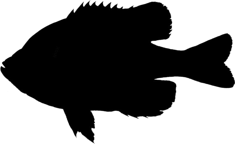 Download Transparent Colorful Bluegill Fishing Clipart - Fish Svg ...