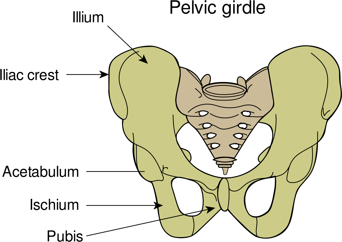 Download Clip Art Pubis Wikipedia - O Que É Pélvis - ClipartKey