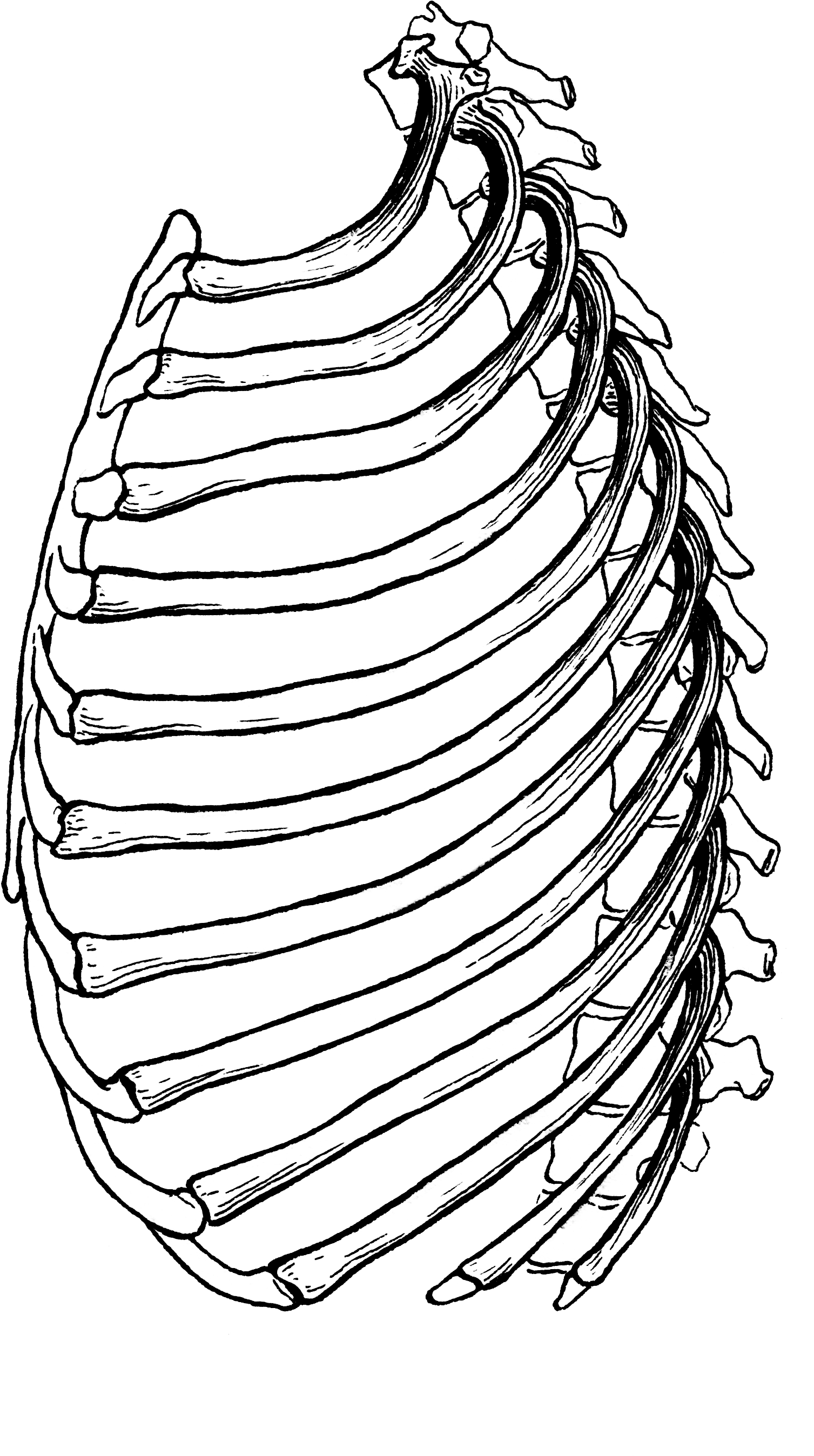 Download Transparent Rib Cage Png - Line Art - ClipartKey