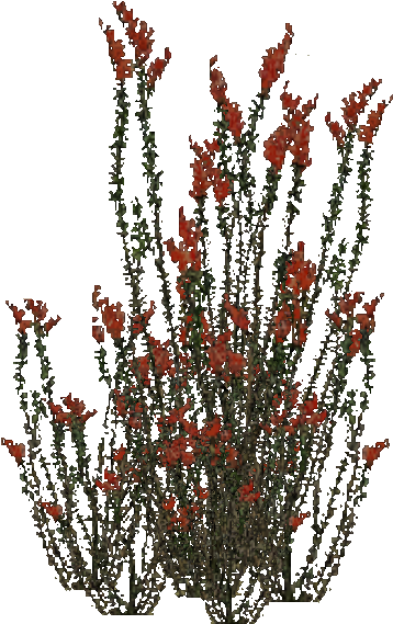 Download Ocotillo Plant Ocotillo Png - ClipartKey