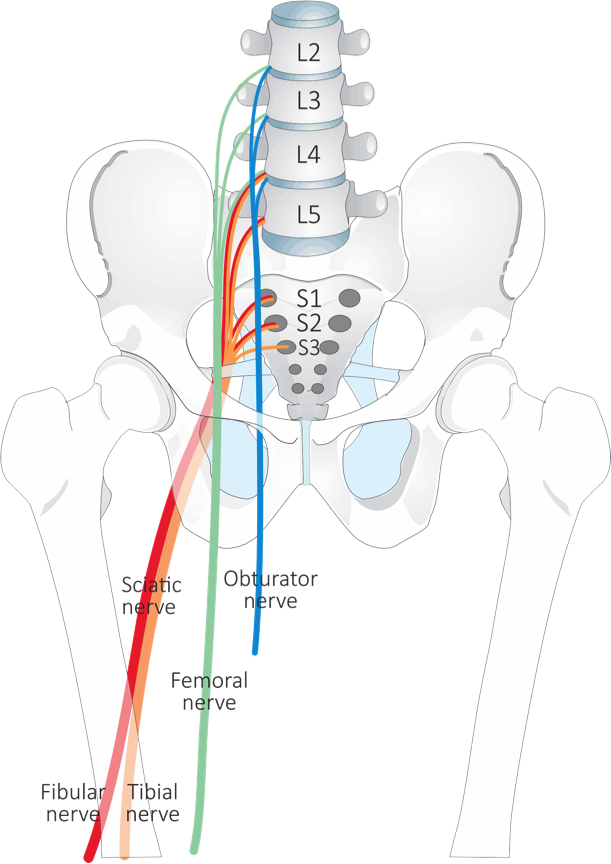 Download Système Nerveux L4 L5 - ClipartKey