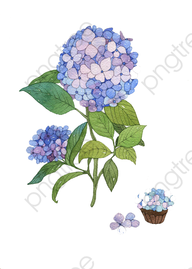 Download Hydrangea Flower Clipart - Hydrangea - ClipartKey