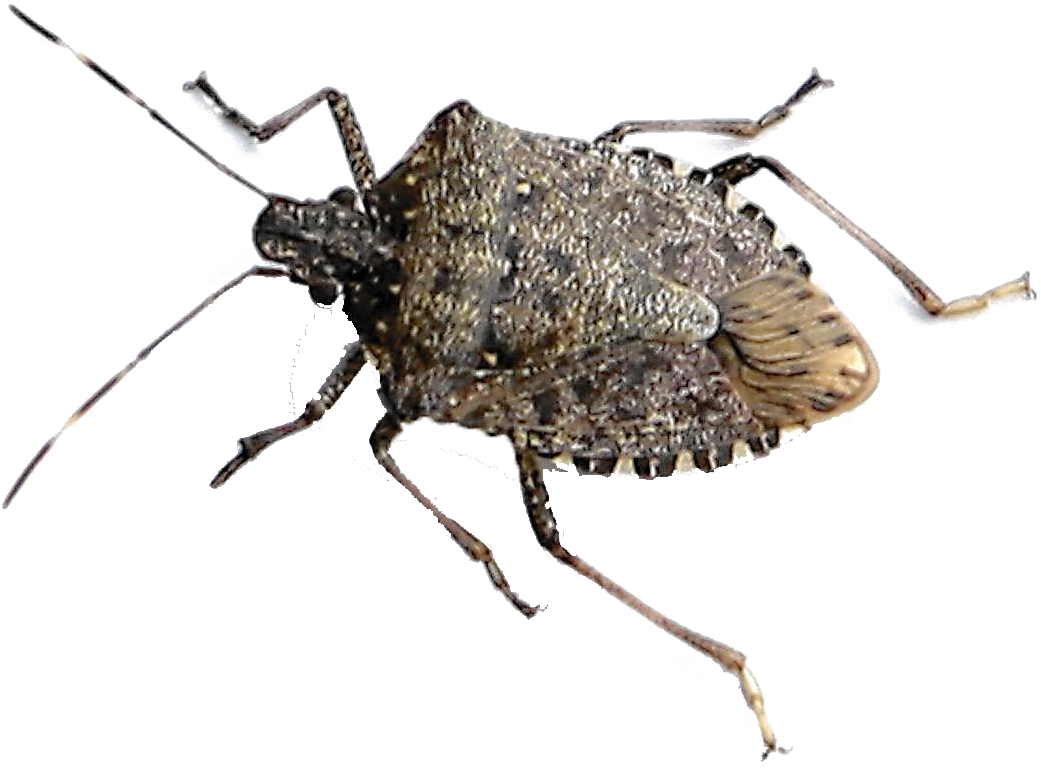 Download Bugs Png Clipart - Stink Bug - ClipartKey
