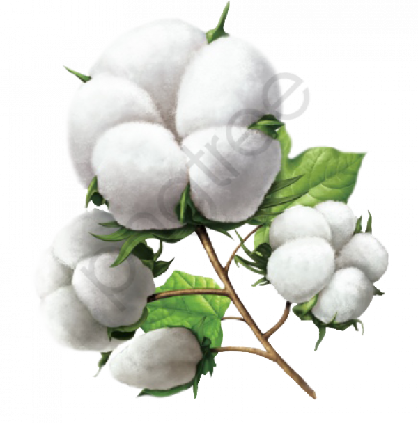 Download Cotton Images Png Images Transparent Png - Cotton Png - ClipartKey