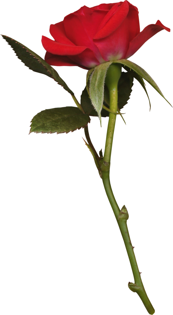 Download Transparent Long Stem Rose Png - Красная Роза В Пнг - ClipartKey