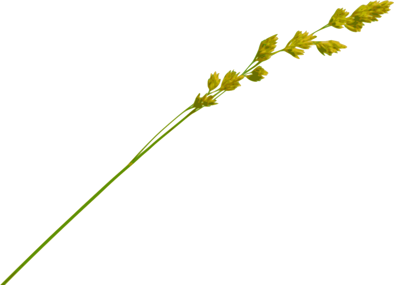 Download Transparent Straws Png - Single Piece Of Straw - ClipartKey