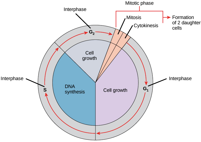 Download Cell Cycle Dna Replication - ClipartKey