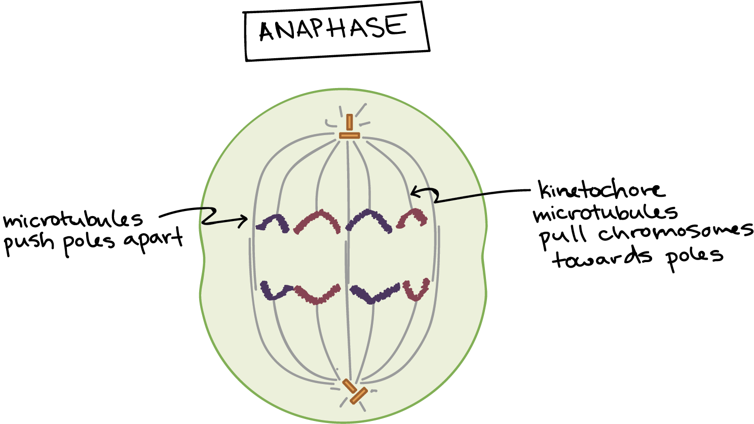 Download Anaphase Khan Academy - ClipartKey