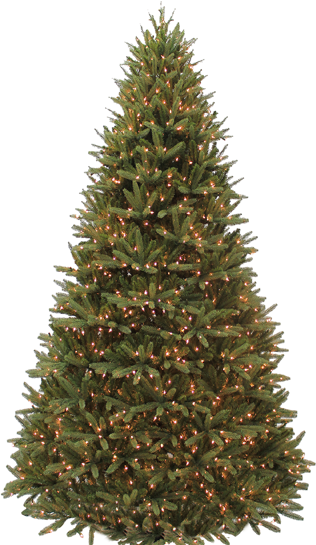 Download Fraser Tree - ClipartKey