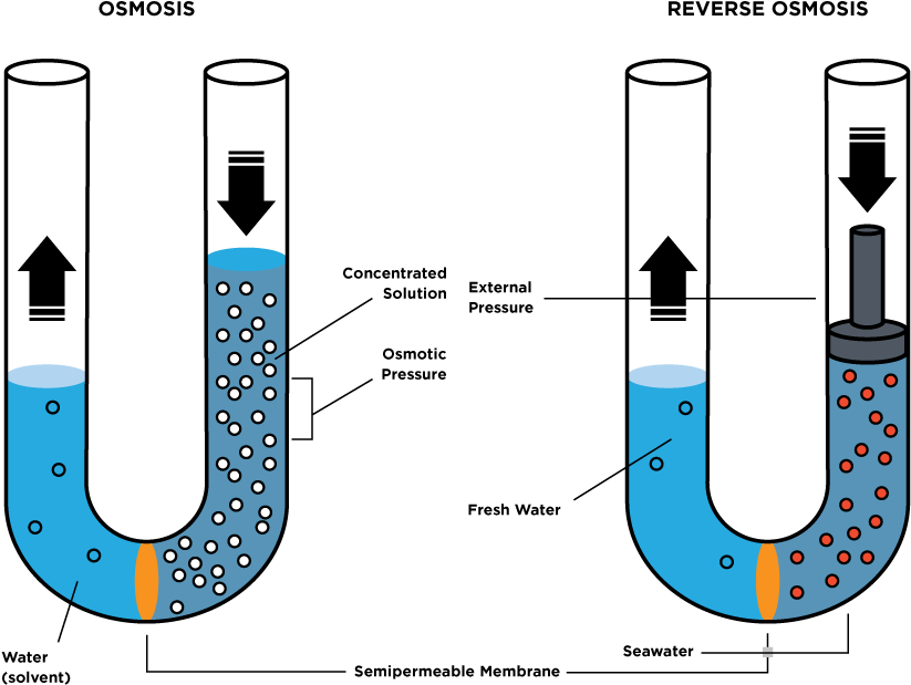 Download Que Consiste La Ósmosis - ClipartKey