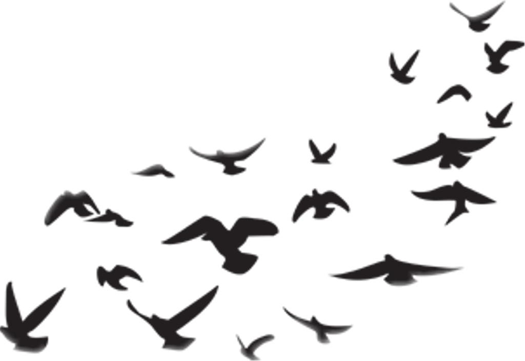 Download #birds #tumblr #png #migration #sticker - Picsart Png Stickers ...